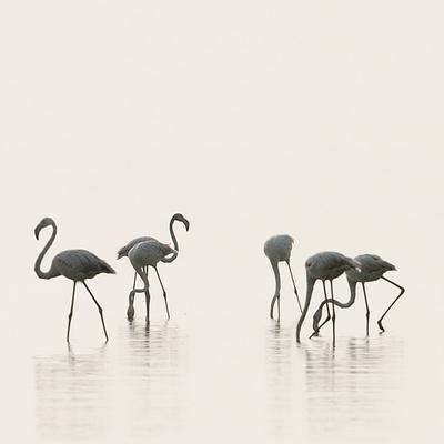 'Flamingo Community III' Giclee Print - Staffan Widstrand | AllPosters.com