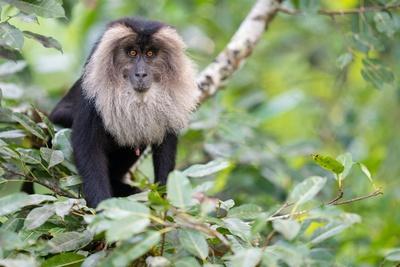 'Lion-tailed macaque male, sitting in tree, Valparai, Tamil Nadu, India ...