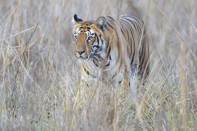 Wild Walk - Prowl Giclee Print - Staffan Widstrand | AllPosters.com