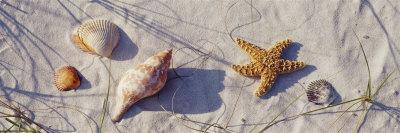 'Starfish and Seashells on the Beach, Dauphin Island, Alabama, USA ...
