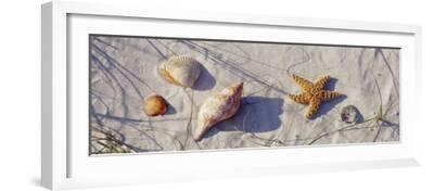 'Starfish and Seashells on the Beach, Dauphin Island, Alabama, USA ...