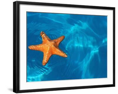 'Starfish Floating on the Surface of the Ocean' Photographic Print ...