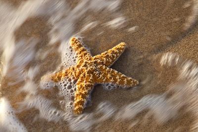 'Starfish on the Sandy Beachs of Keihi, Maui Hawaii in the Evening ...