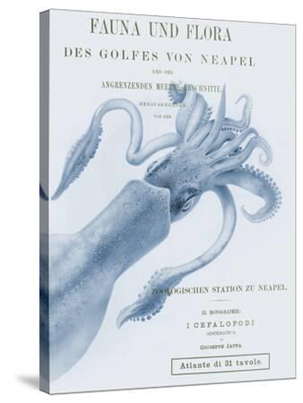 'Sea Creatures - Napoli' Stretched Canvas Print - Stephanie Monahan ...