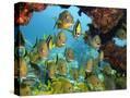 'Schooling Fish Under Coral Ledge' Photographic Print - Stephen Frink ...