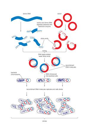 Genetic Engineering Steps