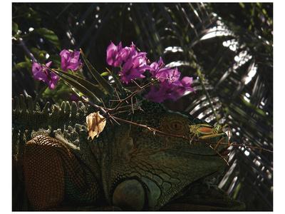 'Fight Or Flight' Posters - Steve Hunziker | AllPosters.com