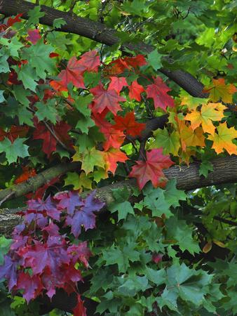 'Oak Tree Framing Mt. Hood at Sunset, Columbia River Gorge National ...