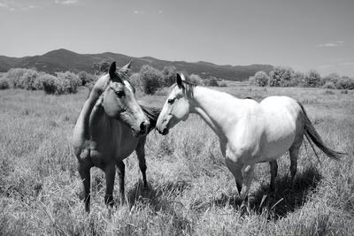 'Good Friends' Photo - Steve Toole | AllPosters.com