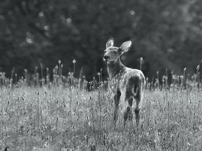 'Mom?' Photo - Steve Toole | AllPosters.com