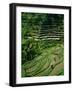 'Ubud, Rice Terraces, Bali, Indonesia' Photographic Print - Steve ...