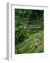 'Ubud, Rice Terraces, Bali, Indonesia' Photographic Print - Steve ...