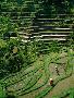 'Ubud, Rice Terraces, Bali, Indonesia' Photographic Print - Steve ...