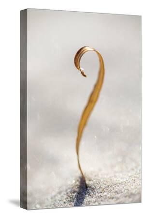 Humble Stretched Canvas Print - Stig Kälvelid | AllPosters.com