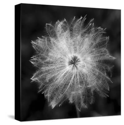 'Sensitive' Stretched Canvas Print - Stig Kälvelid | AllPosters.com