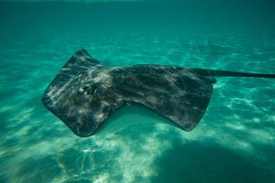 'Stingray in the Pacific Ocean, Moorea, Tahiti, French Polynesia ...