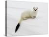 'Stoat in White Winter Coat, Kronotsky Zapovednik, Kamchatka, Far East ...