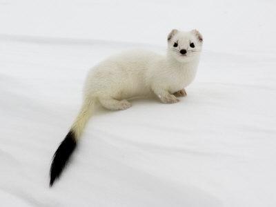 'Stoat in White Winter Coat, Kronotsky Zapovednik, Kamchatka, Far East ...