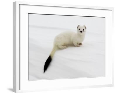 'Stoat in White Winter Coat, Kronotsky Zapovednik, Kamchatka, Far East ...