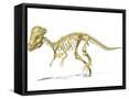 '3D Rendering of a Pachycephalosaurus Dinosaur Skeleton' Photographic ...