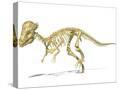'3D Rendering of a Pachycephalosaurus Dinosaur Skeleton' Photographic ...