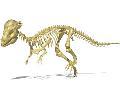 '3D Rendering of a Pachycephalosaurus Dinosaur Skeleton' Photographic ...