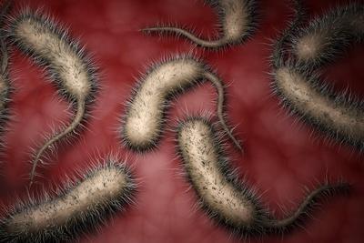 'Biomedical illustration of vibrio vulnificus bacteria inside human ...