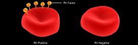 Conceptual illustration of Rh factor on a red blood cell. Prints ...