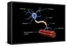 'Medical illustration showing the structure of a motor neuron.' Posters ...