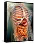 'Perspective View of Human Body, Whole Organs And Bones' Photographic ...