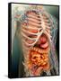 'Perspective View of Human Body, Whole Organs And Bones' Photographic ...