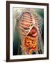 'Perspective View of Human Body, Whole Organs And Bones' Photographic ...