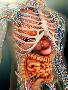 'Perspective View of Human Body, Whole Organs And Bones' Photographic ...