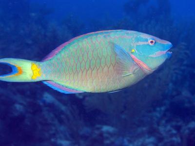 'Stoplight Parrotfish On Caribbean Reef' Photographic Print - Stocktrek ...