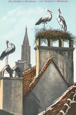 'Storks in Strasbourg, France' Prints | AllPosters.com