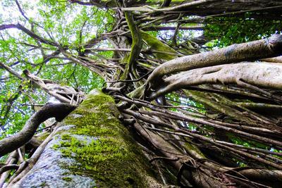 'Strangler Fig Tree in Jungle Photo Poster Print' Prints | AllPosters.com