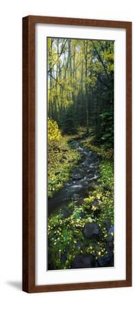 'Stream Flowing Through Forest' Photographic Print | AllPosters.com