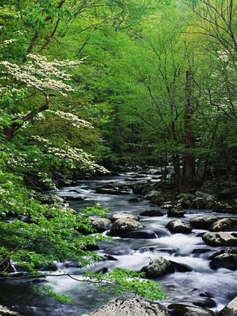 'Stream in Lush Forest' Photographic Print - Ron Watts | AllPosters.com
