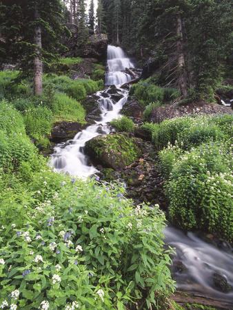 'Stream Lined with Bitter Cress, Mountain Bluebells, Colorado, USA ...