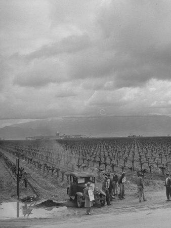 'Strike at Digiorgio Fruit Farm in California's Central Valley by Af of ...