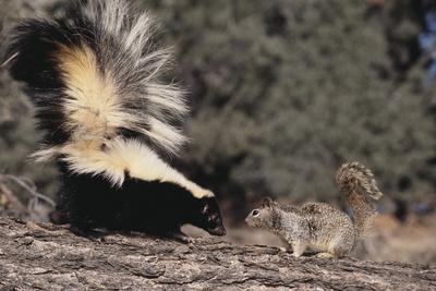 'Striped Skunk and Squirrel' Photographic Print - DLILLC | AllPosters.com