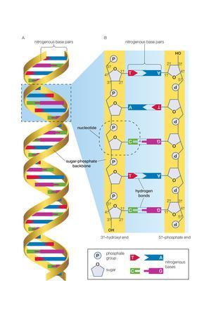 'Structure of Dna Molecule. Heredity, Genetics' Posters - Encyclopaedia ...