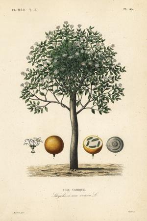 'Strychnine Tree, Nux Vomica, Poison Nut or Semen Strychnos, Strychnos ...