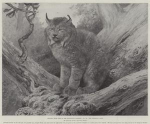 Canadian Lynx Posters, Prints, Paintings & Wall Art | AllPosters.com