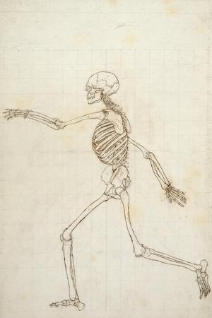 'Study of the Human Figure, Lateral View' Giclee Print - George Stubbs ...