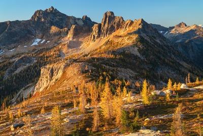 'Subalpine Larches in golden autumn color at Cutthroat Pass. North ...