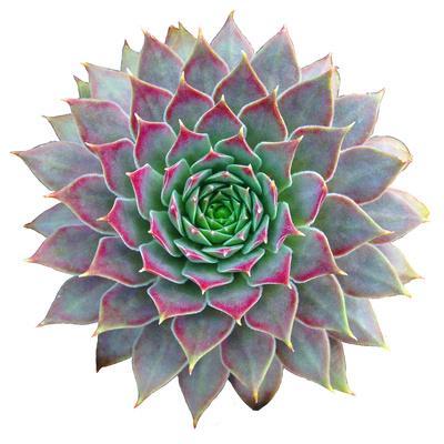 Succulent Clip Art Photographic Print | AllPosters.com