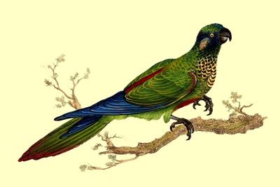 sulphur-breasted parakeet (Aratinga maculata), or sulphur-breasted ...