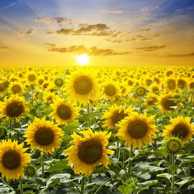 'Summer Landscape: Beauty Sunset over Sunflowers Field' Photographic ...