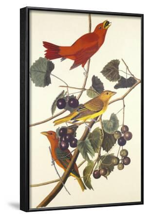 'Summer Red Bird' Prints - John James Audubon | AllPosters.com